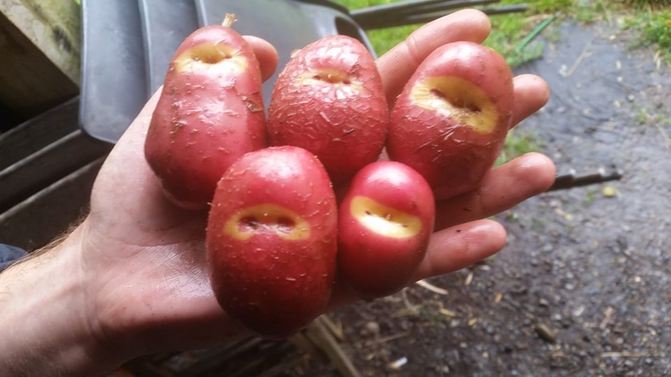 Summer! Melons! Potatoes with faces and More! | Golden Hill Community ...